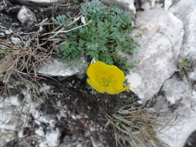 Frumusetile naturii: Mac galben de munte (Papaver alpinum)
