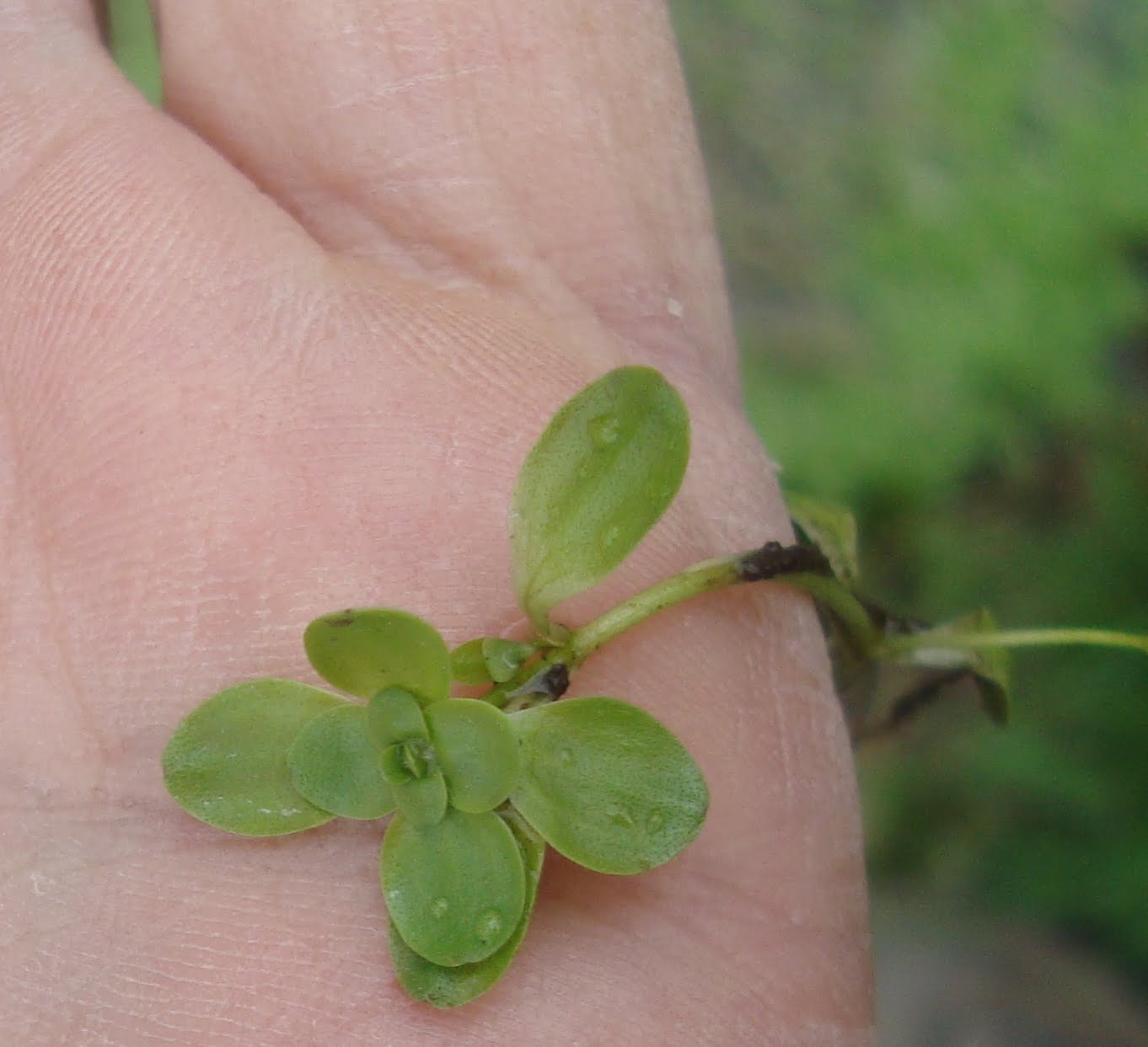 Princeton Nature Notes: Random Spring Weed Identification