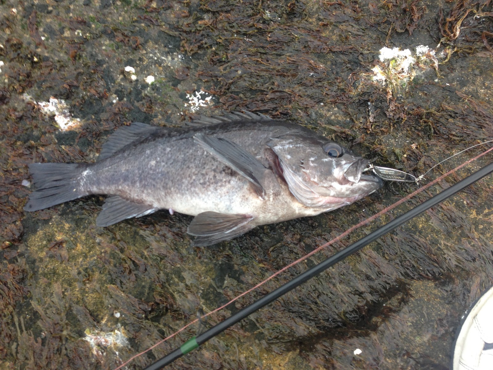 Rudy's Alaska Fishing Blogs: Adak, AK