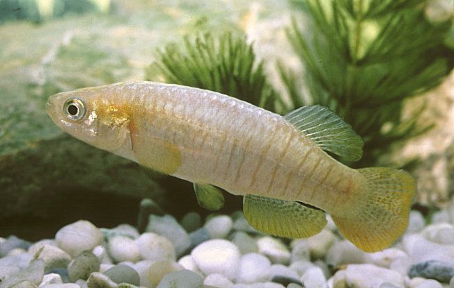 VALENCIA TOOTHCARP FISH ~ Everything About Fish