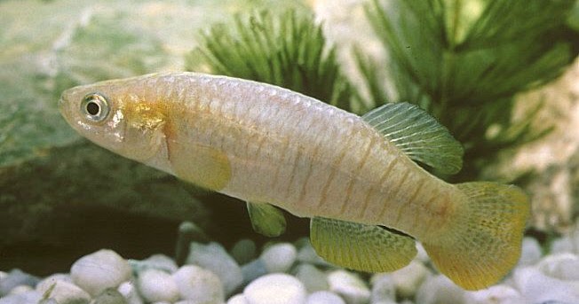 VALENCIA TOOTHCARP FISH ~ Everything About Fish