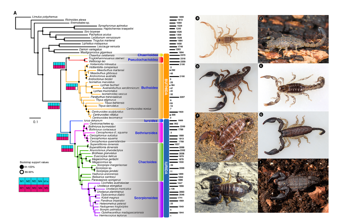 The Scorpion Files Newsblog: Structure of venom molecules predicts ...