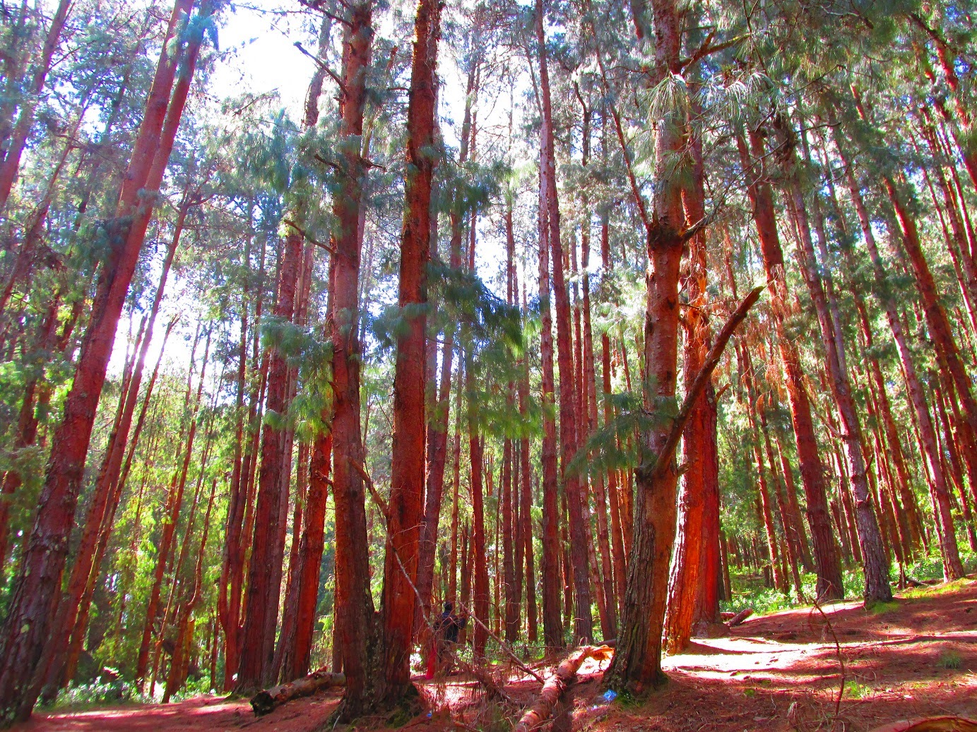 Gundar Waterfalls - Kodaikanal