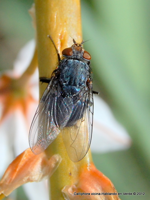 Hablando en verde: junio 2012