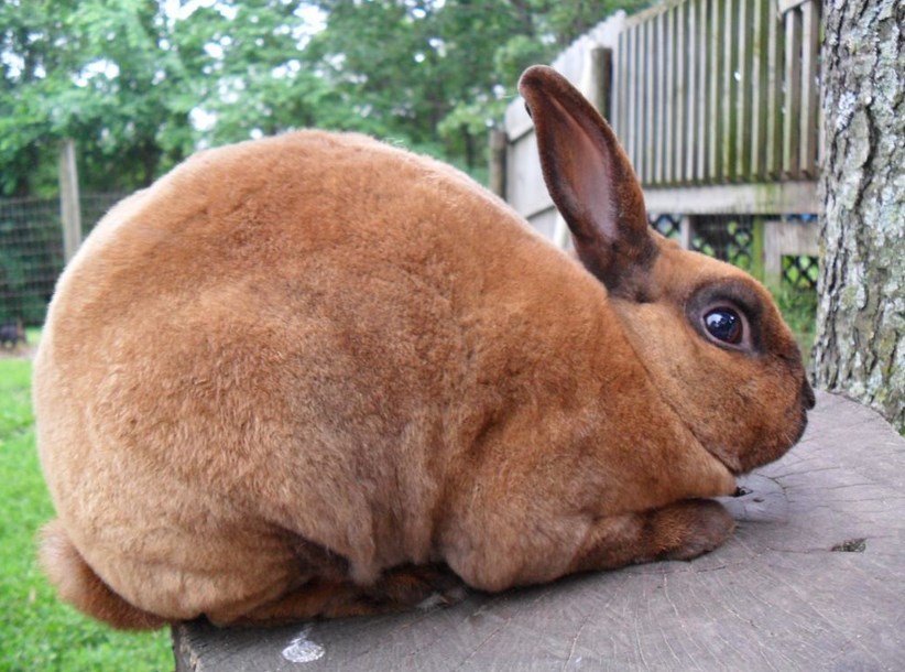 Jenis Jenis Kelinci Hias dan Peliharaan - Memelihara Kelinci
