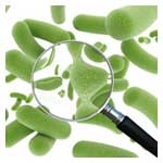 Podemos viver sem bactérias no corpo? | PIBID BIOLOGIA UEPG