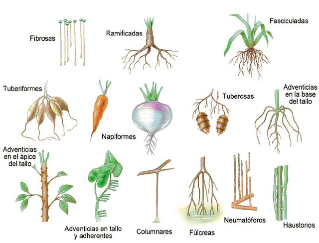 LAS PLANTAS : TIPOS DE RAICES
