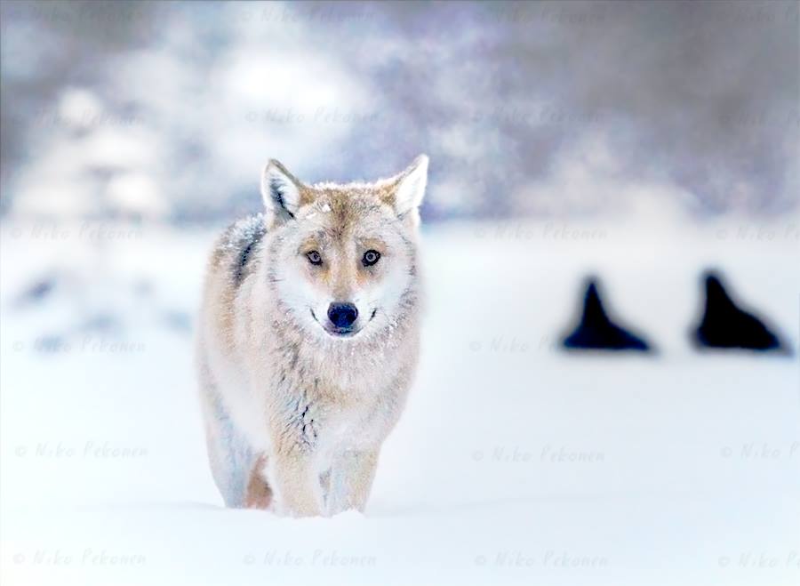 White Wolf : Stunning beauty of wild wolves in Finland by award winning ...