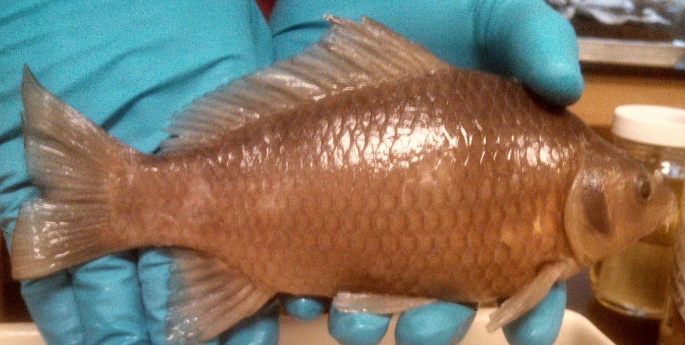 JCU Aquatic Resources : October 2013