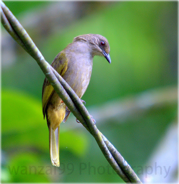 wanzai99 PHOTOGRAPHY: Burung Merbah Belukar