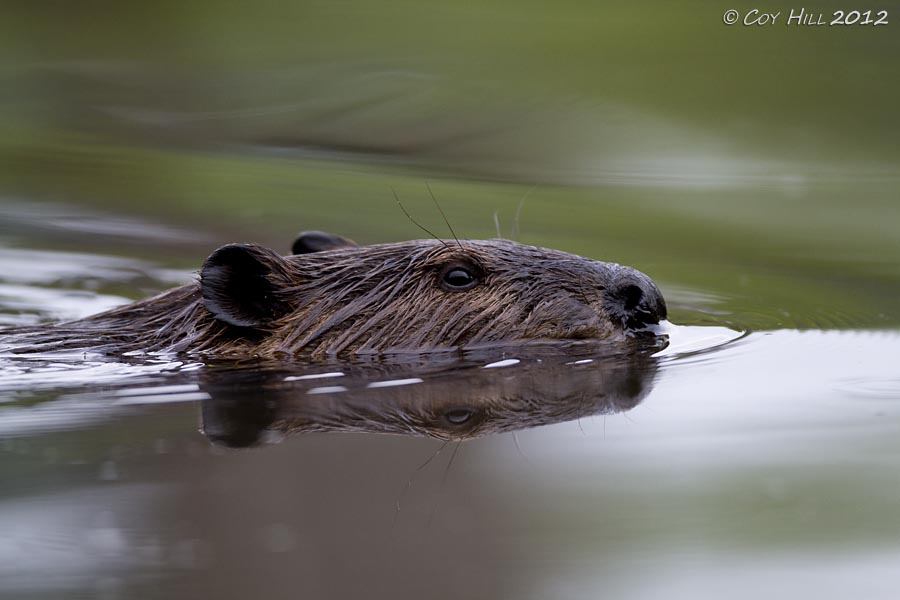 Country Captures: Beaver: up Close