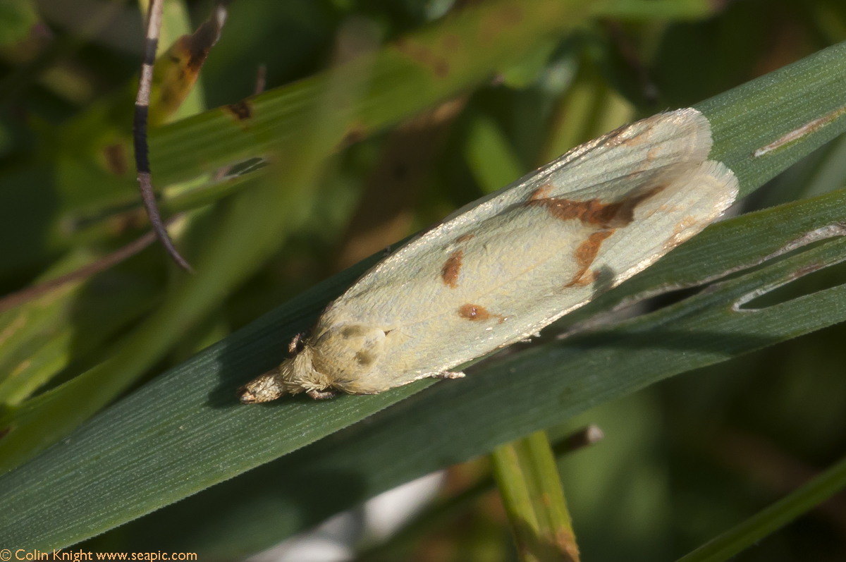 Postcards from Sussex: Clouded Yellow & Silver-spotted Skippers