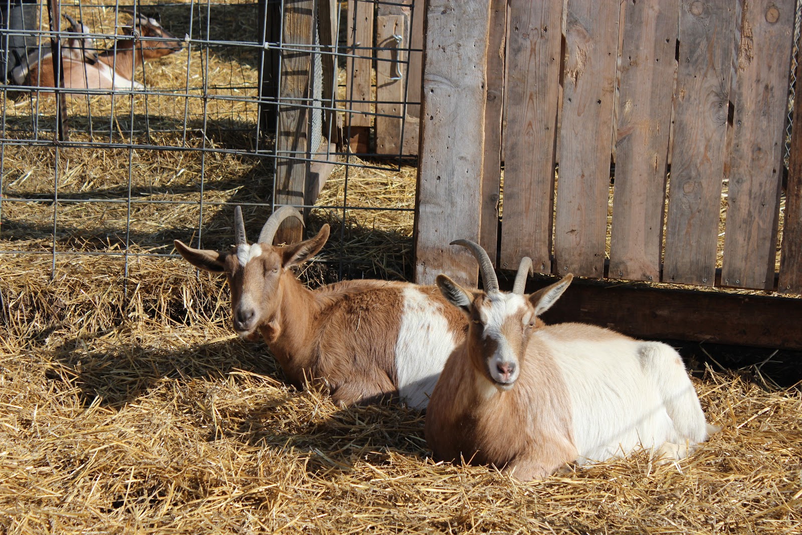 Squash Blossom Farm: Power Growing