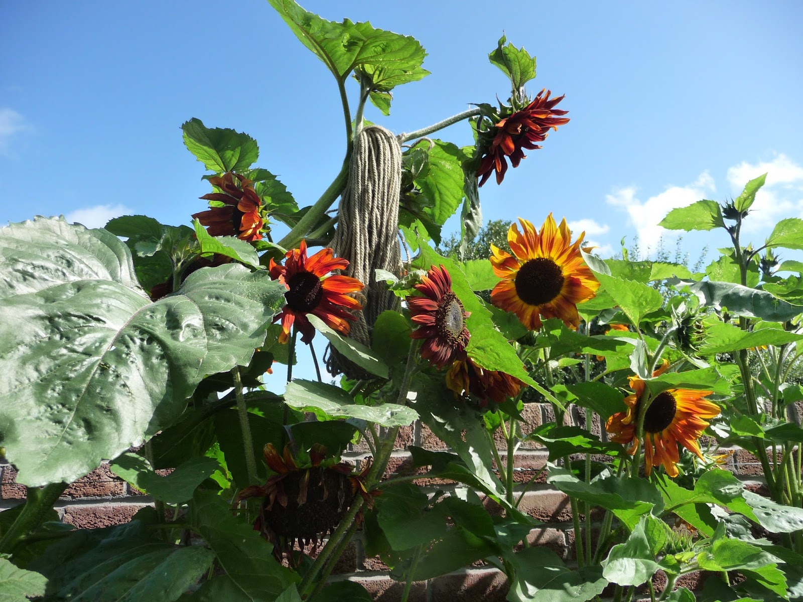 Wool - Tribulations of Hand Spinning and Herbal Dyeing: Making ...