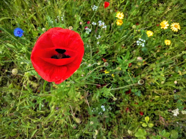 7 of the Best Things to See and Do on a Maynooth Day Trip | Sidewalk ...