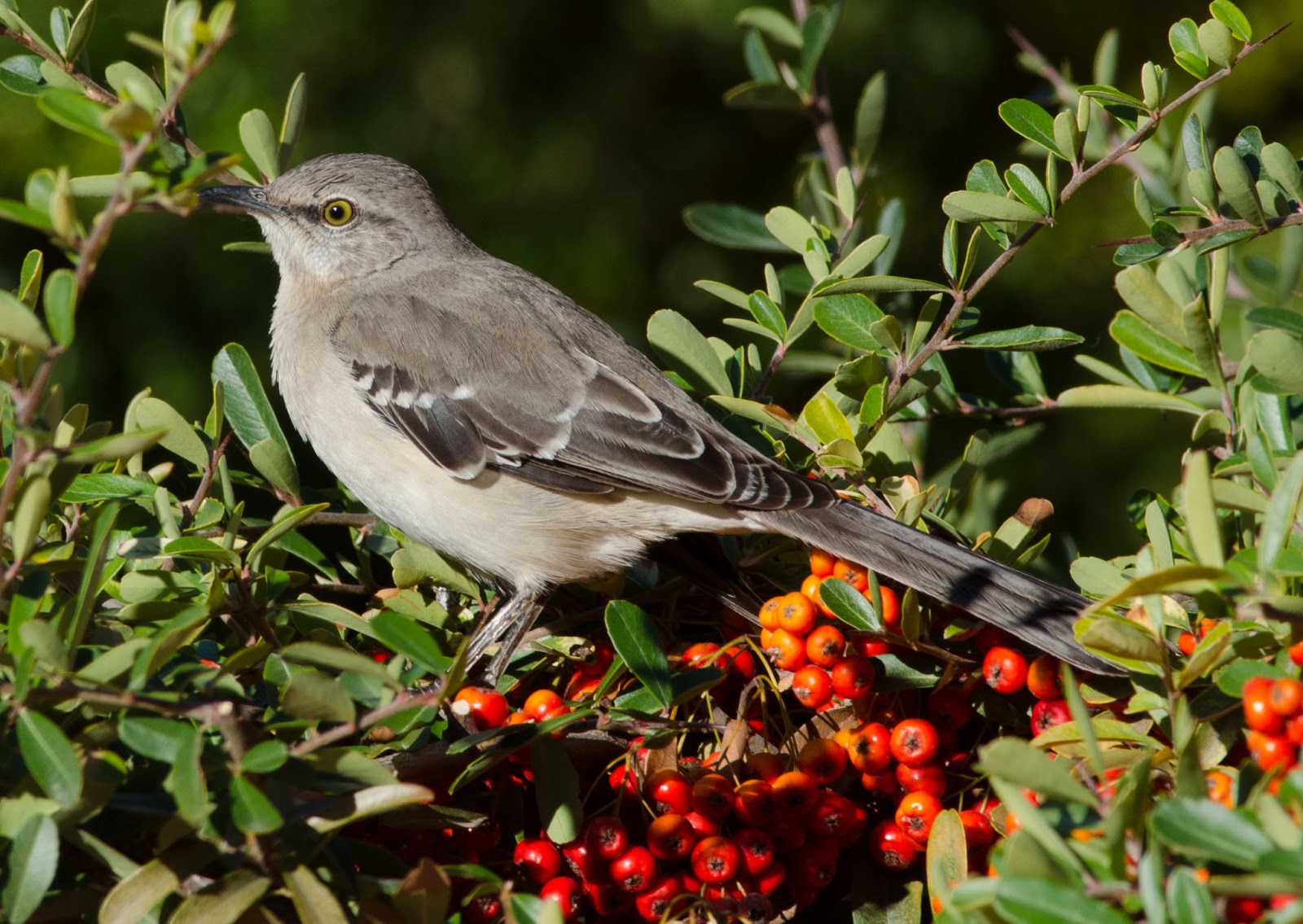 Gordon's Birding Adventures: Sun City, Arizona - 2 March 2013