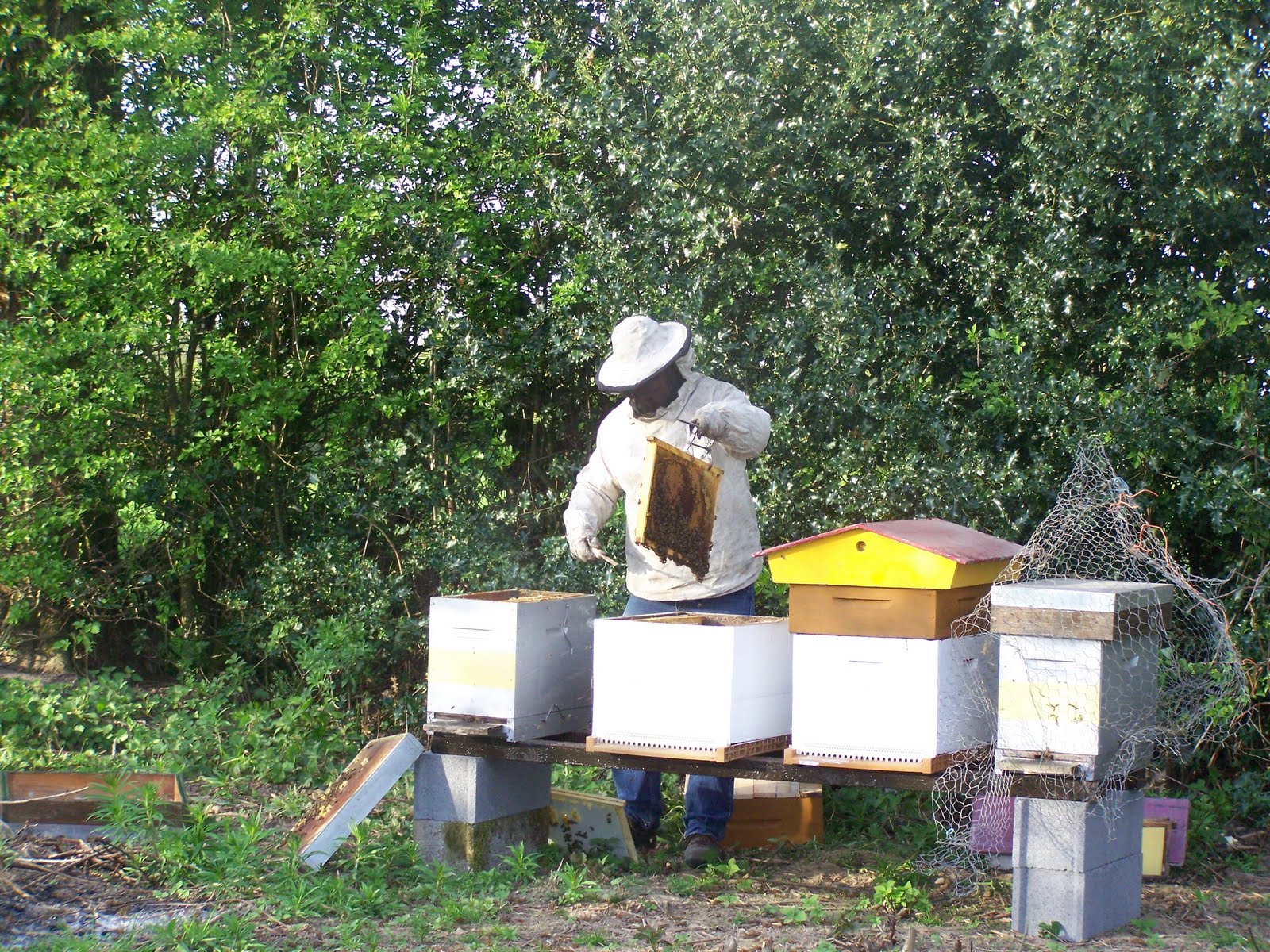 Le Rucher du Faubourg: Notre premier Rucher