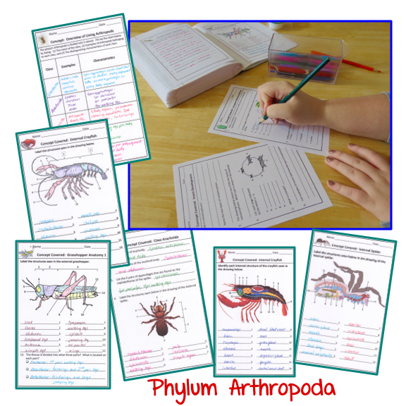 Amy Brown Science: Invertebrates: How To Get It Covered When You Are ...