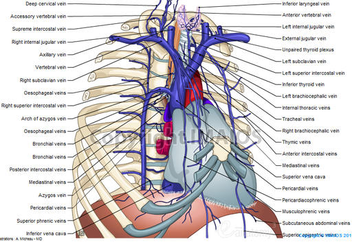 EL RINCÓN DE LA MEDICINA INTERNA. juanpedromacaluso@yahoo.com.ar ...
