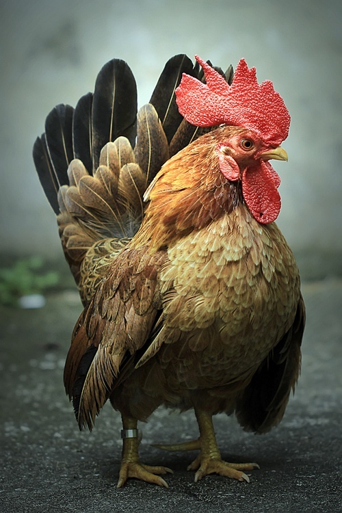 Content in a Cottage: Handsome Rooster