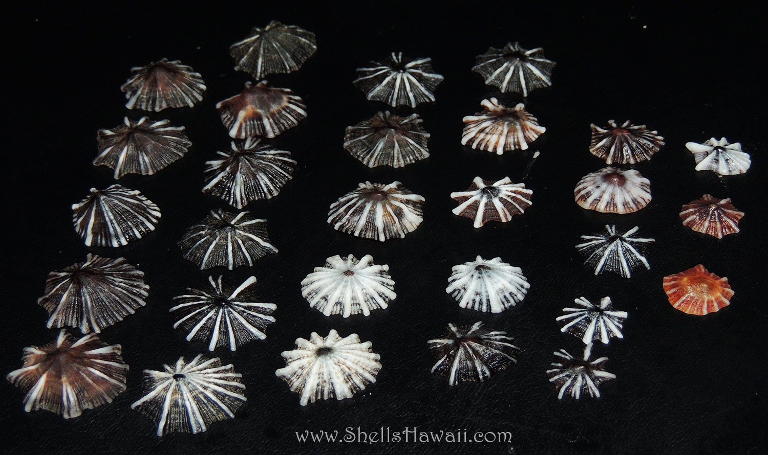 ShellsHawaii ...by Janjira: Hawaiian Seashells