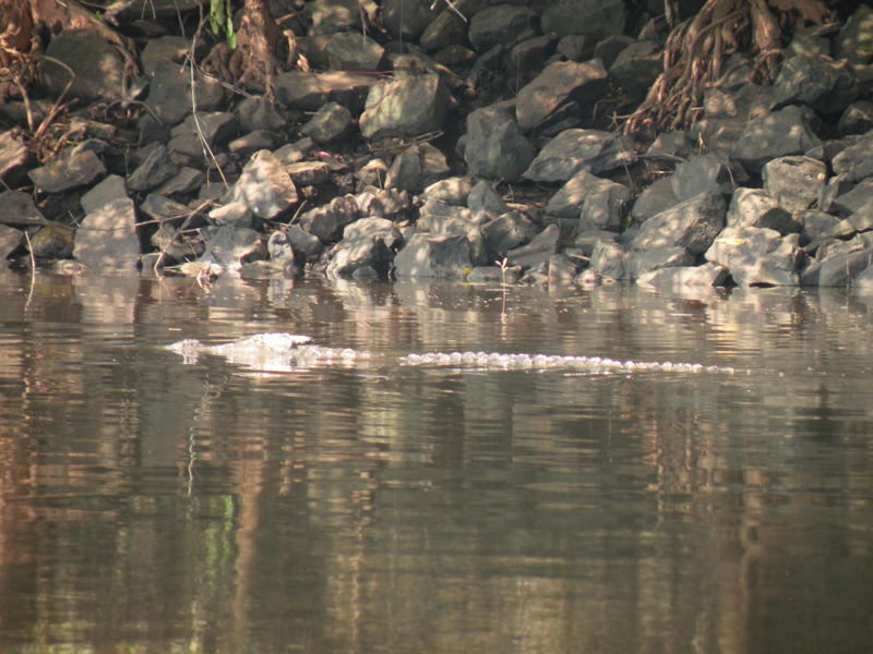 TMI : Crocodile Safari @ Govalkot – Maldoli Backwater , Guhagar Beach ...