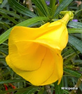 Jom Tanam Bunga: Bunga Punya Warna, Akar Dapat Nama!