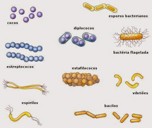 Biologia: Bactérias