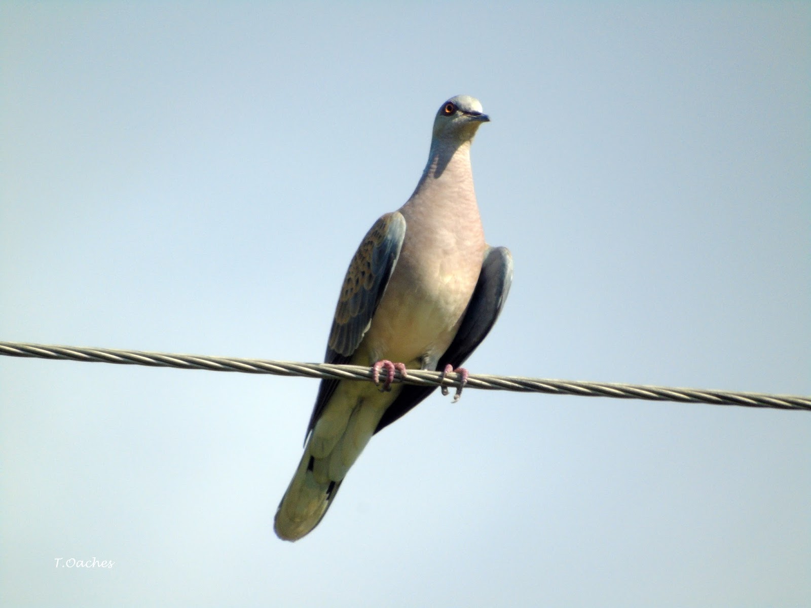 PASARI DIN ROMANIA: TURTURICA, Streptopelia turtur
