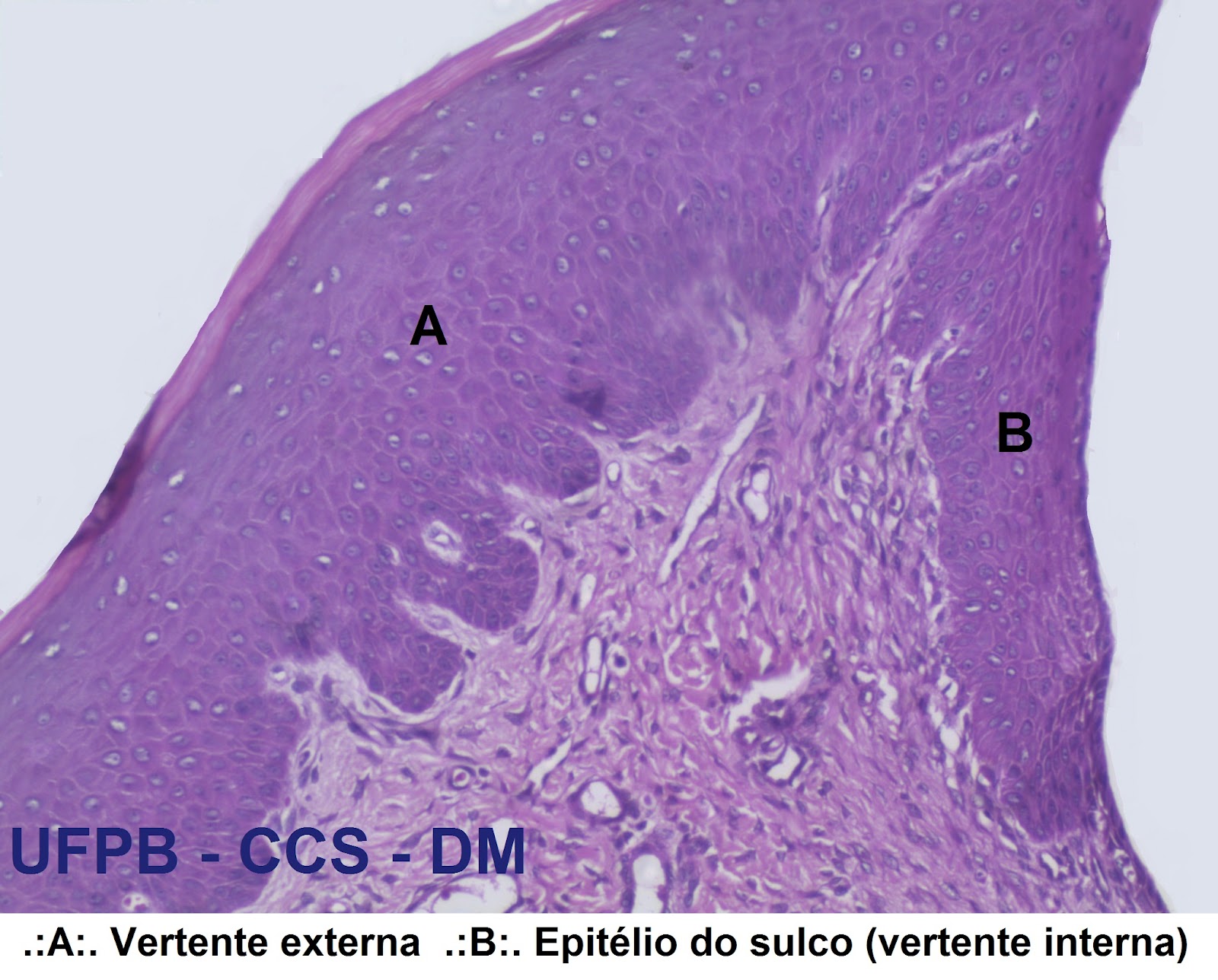 HistoLink: .:Periodonto:.