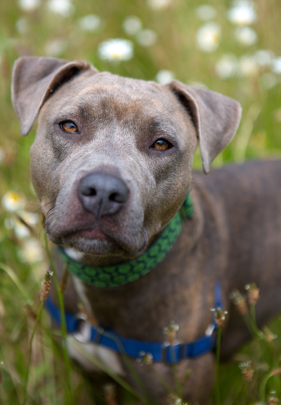 Shelter Dogs of Portland: "HAZEL" fabulous grey brindle Pitbull