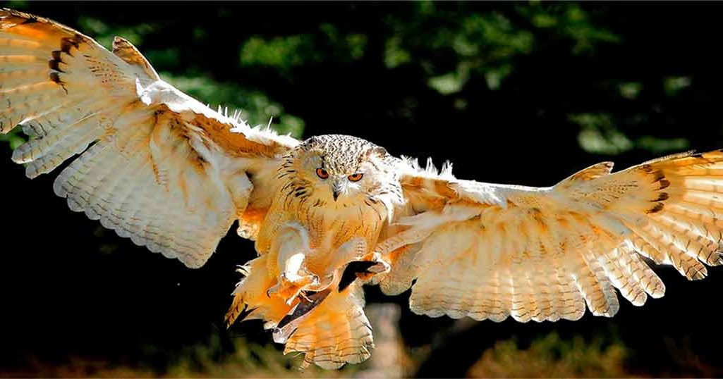 Chamanas "Regalos que Armonizan": Características del Búho, Animal de Poder