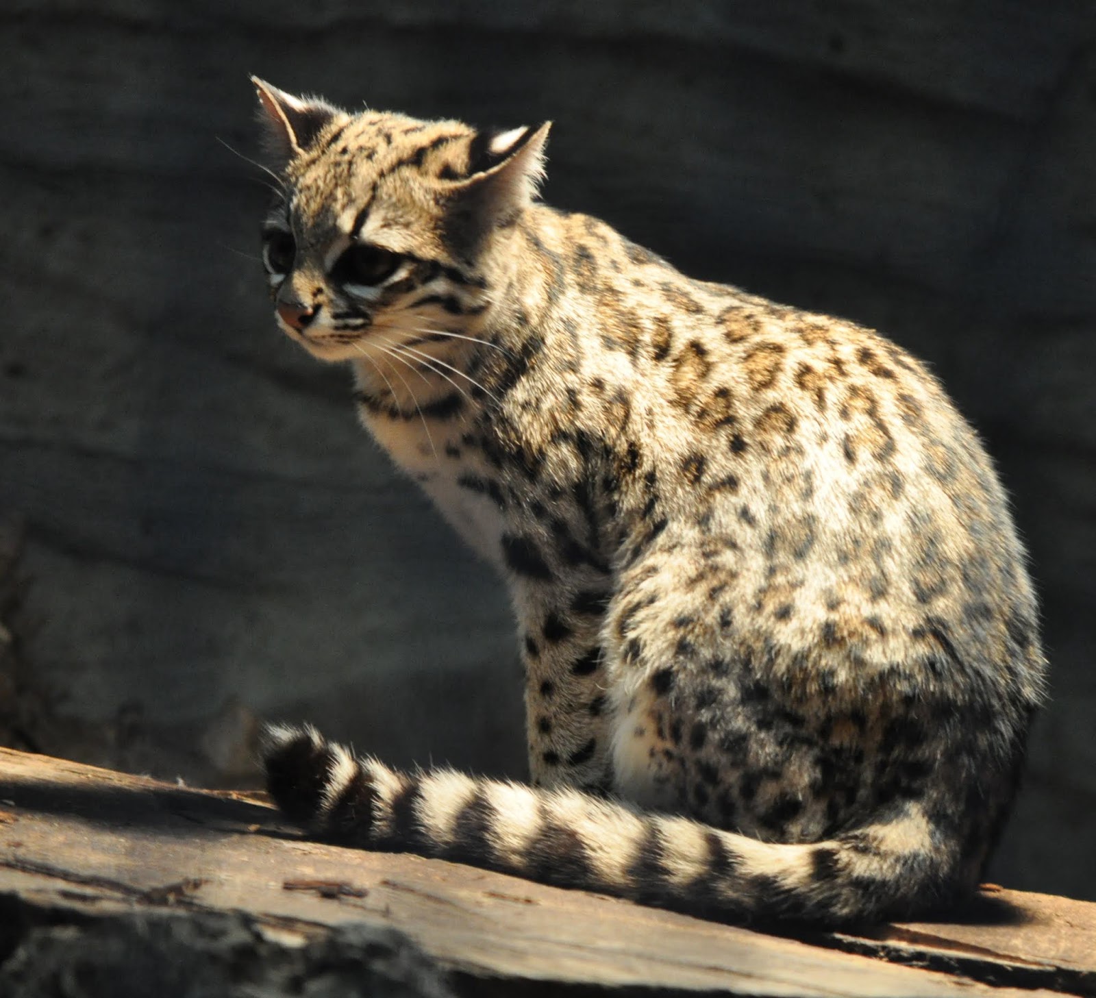 ZOOTOGRAFIANDO (6.100 ANIMALS): ONCILLA SUREÑA / SOUTHERN ONCILLA ...