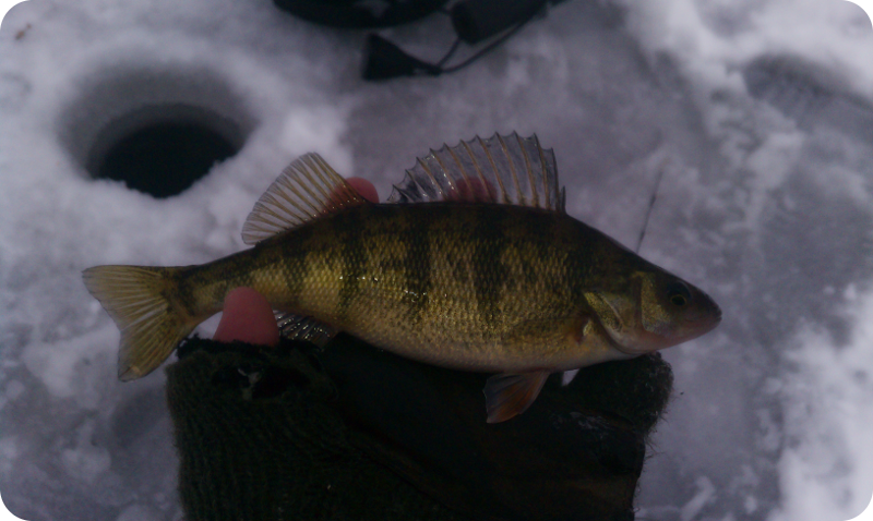 Illinois Wisconsin Fishing: long lake ice fishing report
