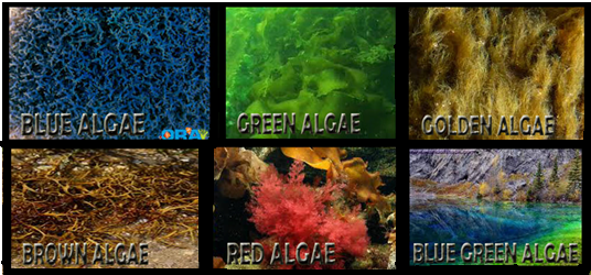 What is an ALGAE ? | MEDICAL TODAY