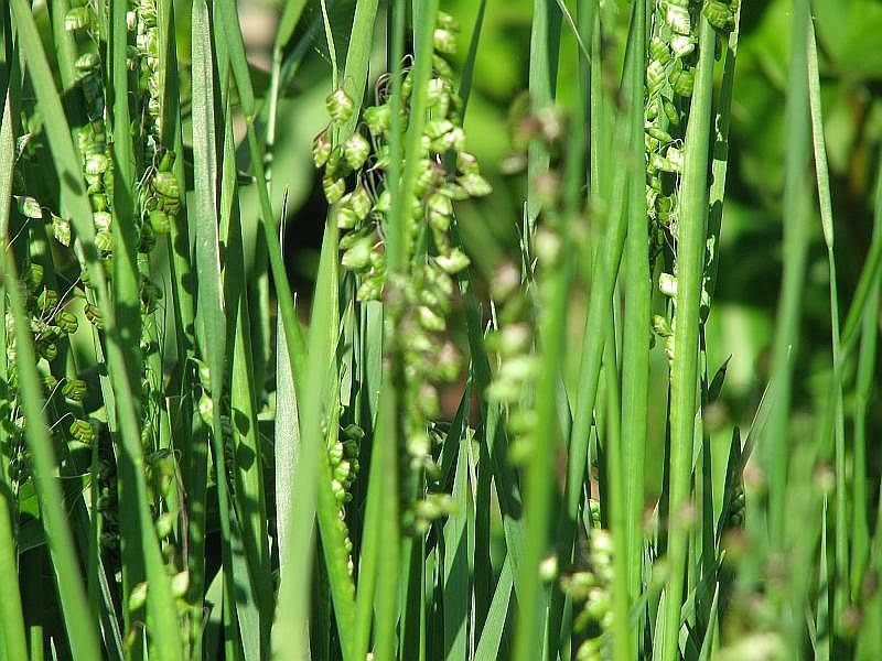 kahe valla piiri peal: VARRED - KÕRRED, ÕISIKUD - PÄHIKUD