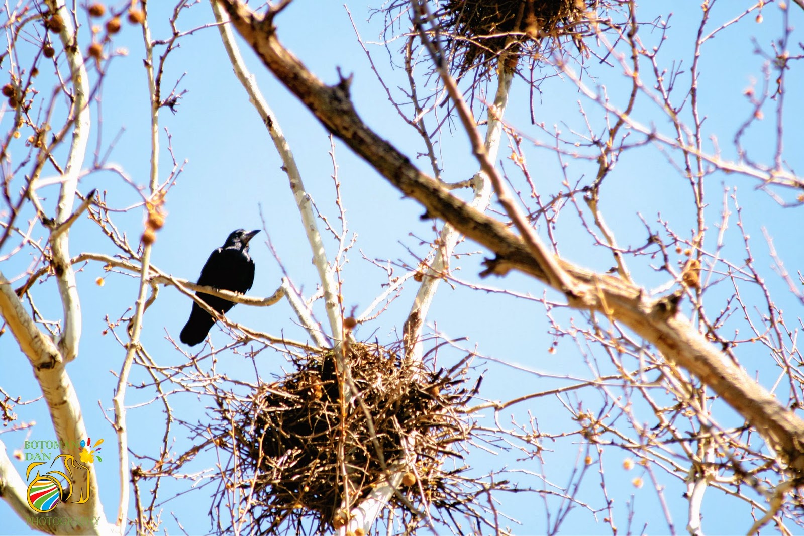 Da Culoare Vietii: S-au intors ciorile la Timisoara