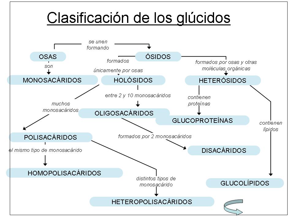 Biología 2º de Bachiller IES Pradolongo: TEMA 2: LOS GLÚCIDOS