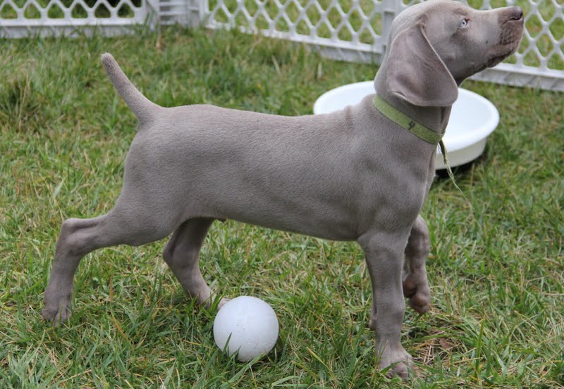 Ashbrooke Weimaraners: Puppy Visit