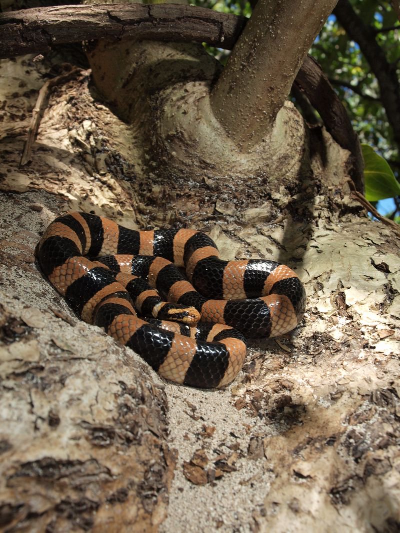 Species New to Science: [Herpetology • 2006] Laticauda frontalis (de ...