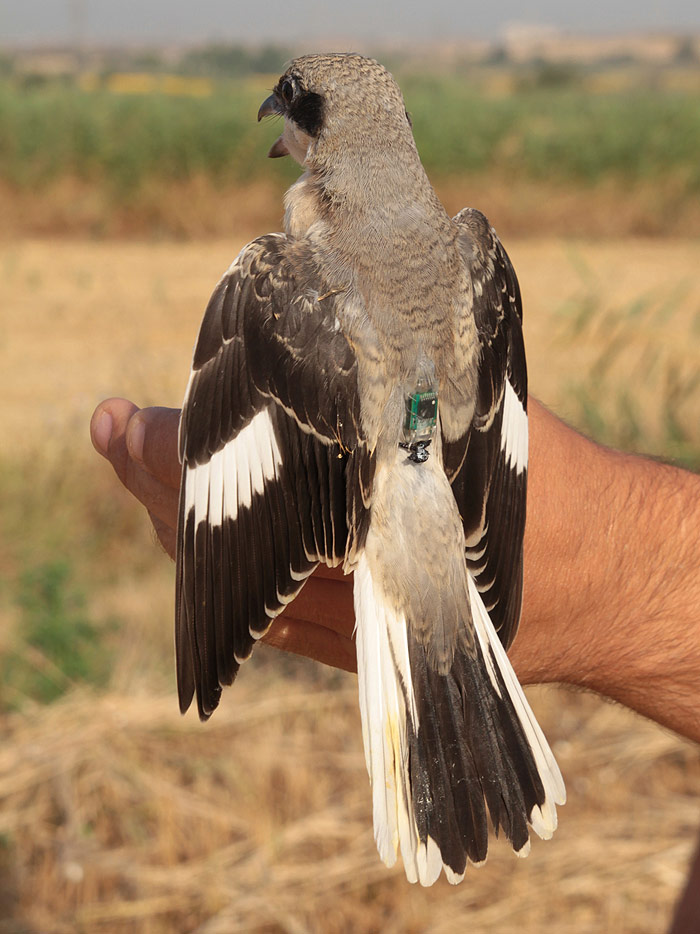 El Herrerillo: Conservación del alcaudón chico (Lanius minor) en Cataluña