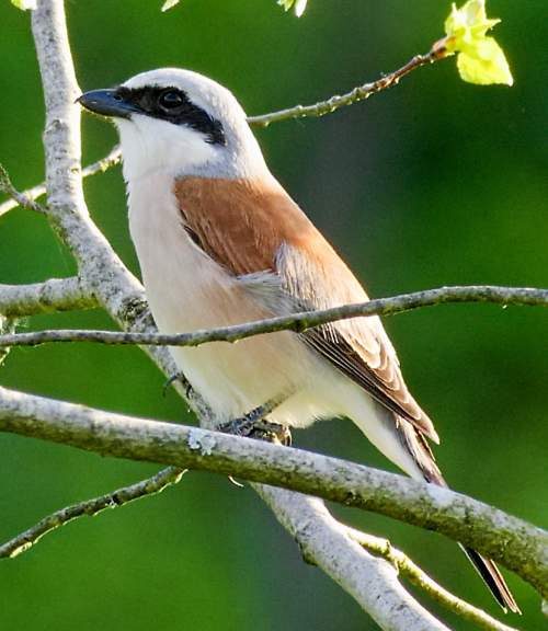 Red-backed shrike images | Birds of India | Bird World
