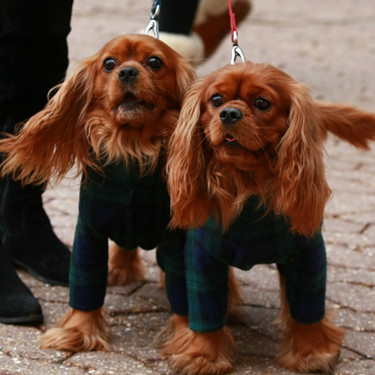 NUNCAJAMAS COCKER: ALGUNOS DE LOS PERROS MAS ADORABLES DE CRUFTS ...