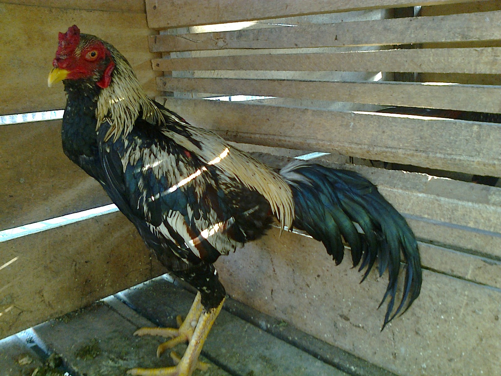 ayam sabung sabah: BAKA BURMA