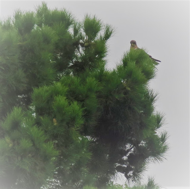 Living Rootless: El Paso: A Hawk Swooped In