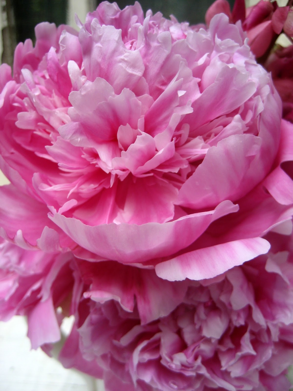 52 FLEA: Pink Peonies