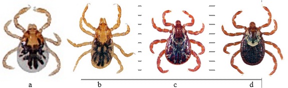 Rhipicephalus sanguineus pada Anjingdan Pengendaliannya