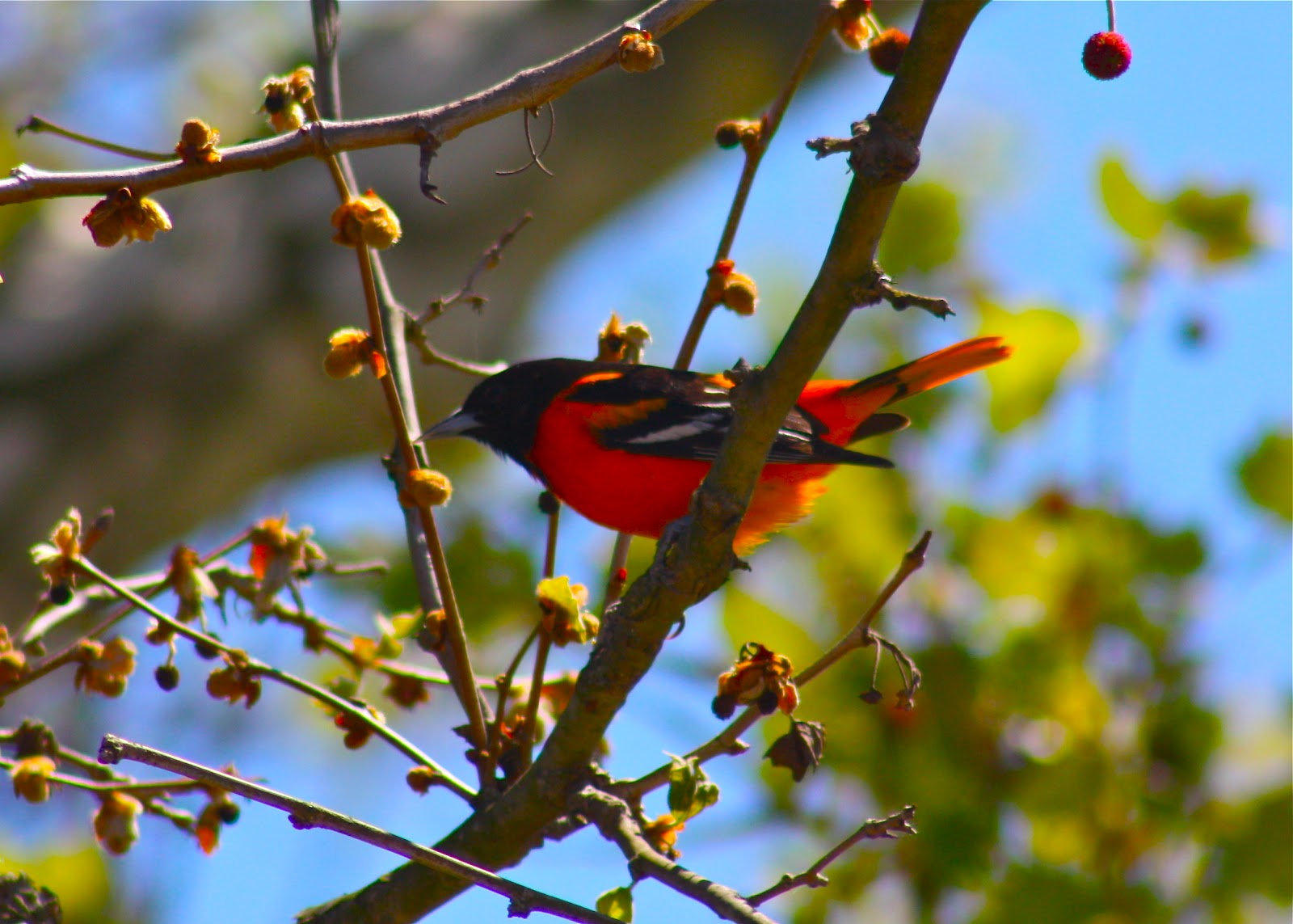 Green Monkey Tales: The Oriole Sings for Me