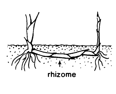 Rhizome Diagram