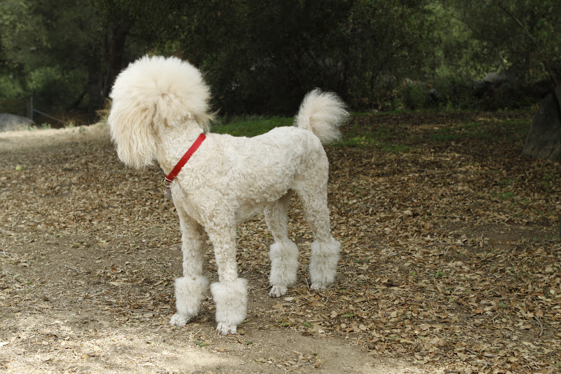 Home Is Where Your Story Begins: Our "Paris" Poodle